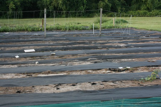 Cover Crops and Crop Covers - BloominThyme