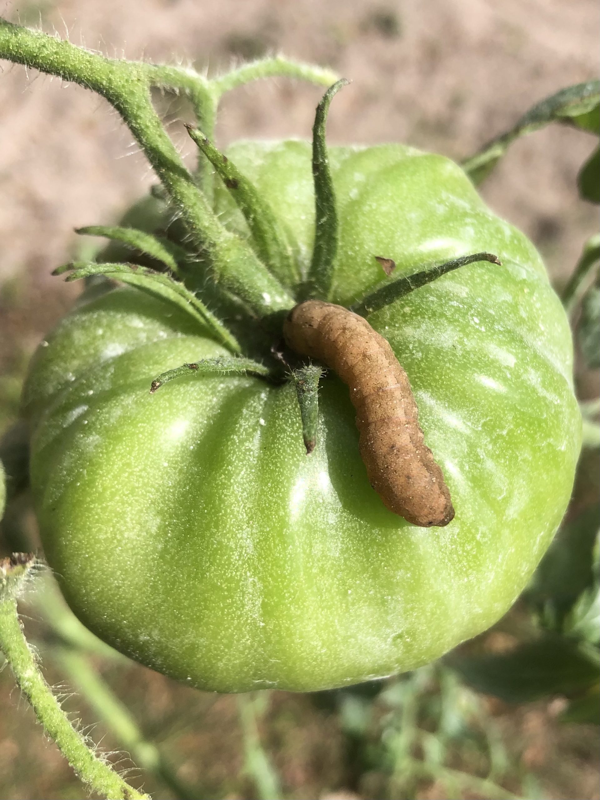 Tomato Troubles - BloominThyme